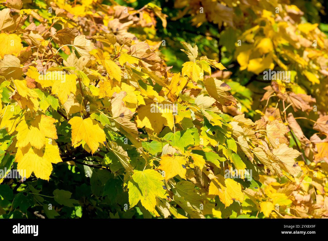 Sycamore (acer pseudoplatanus), close up of the leaves of the common ...