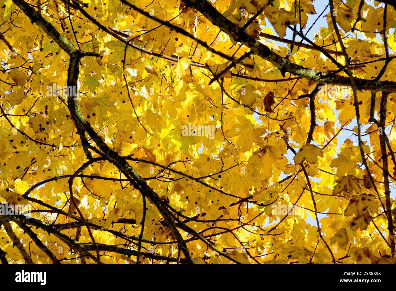 Sycamore (acer pseudoplatanus), close up of the leaves of the common ...