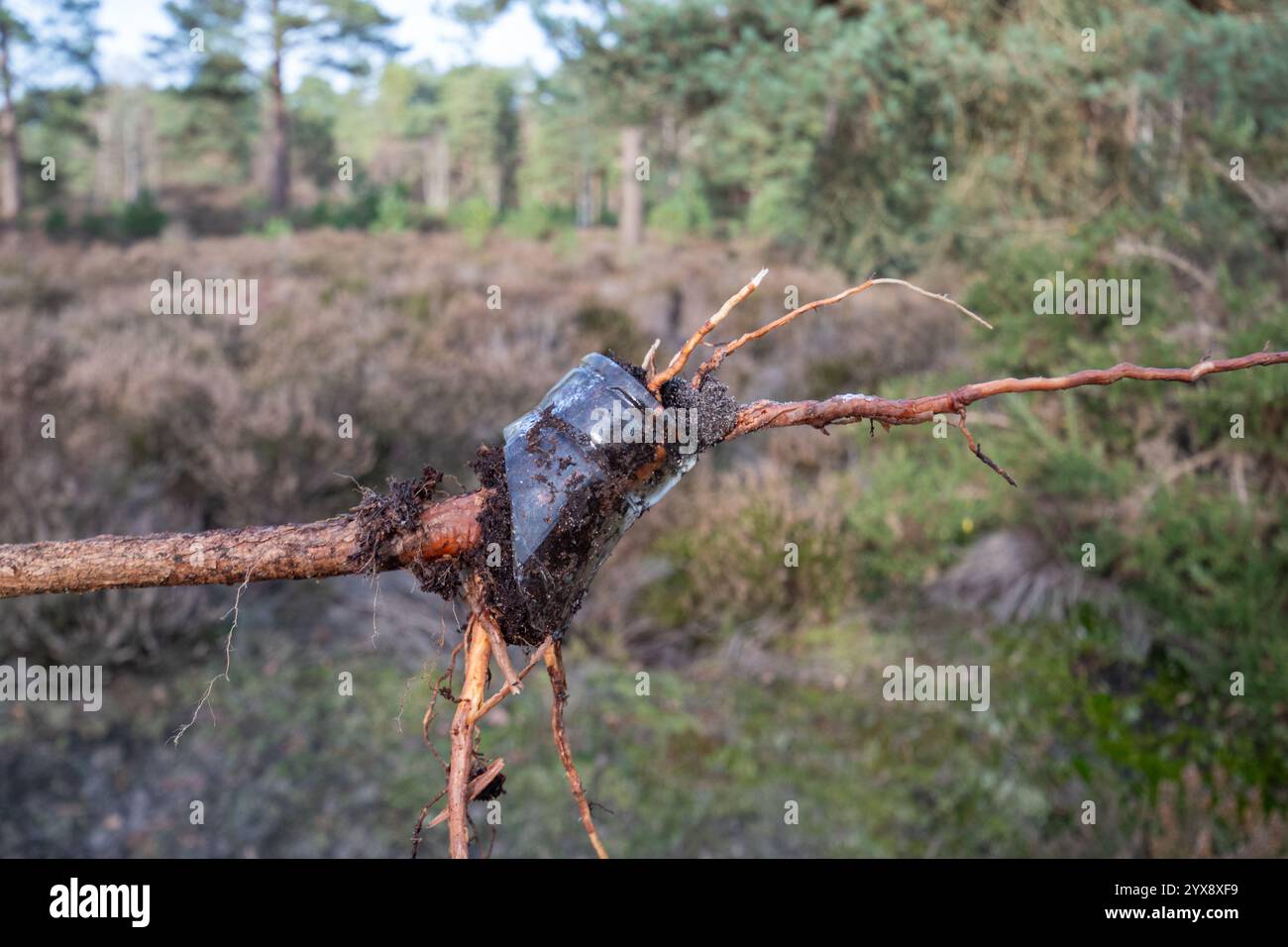 A small Scots pine tree growing through a broken bottle. Concept ...