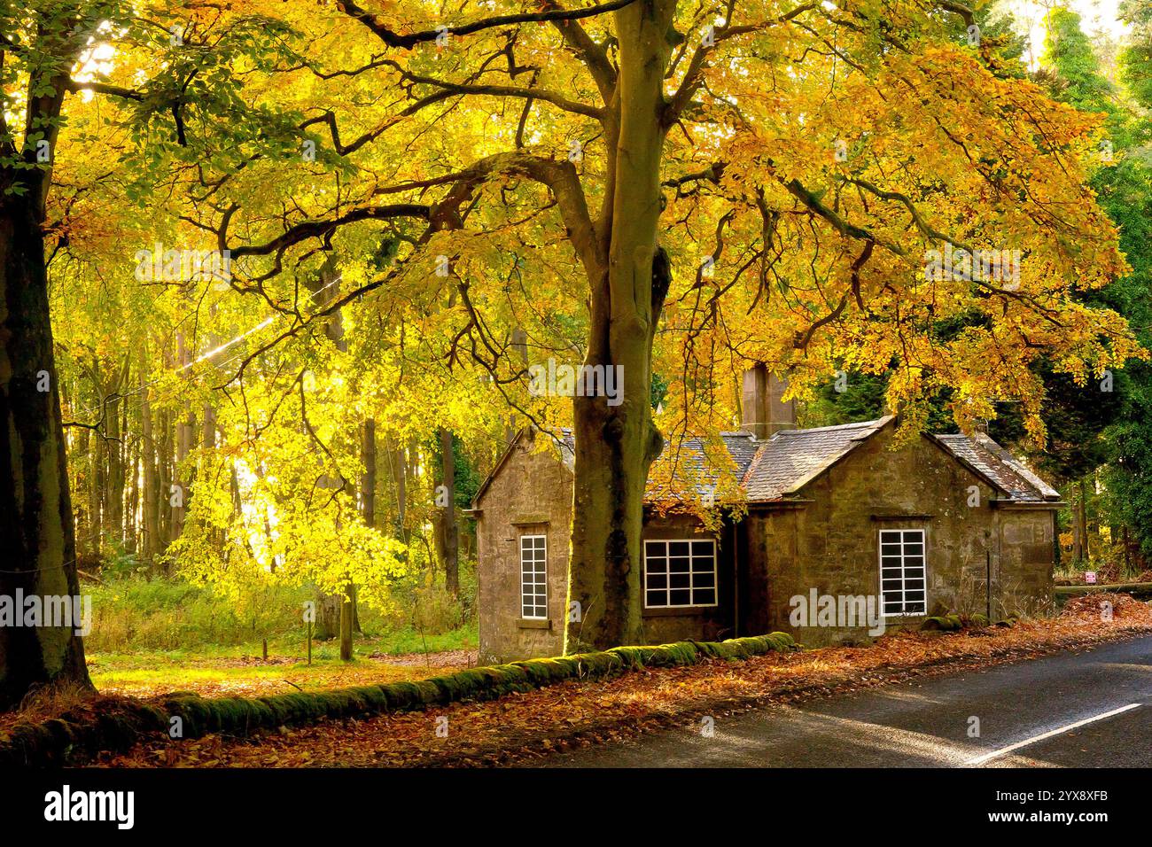 A large Beech tree (fagus sylvatica) backlit by a low autumn sun stands ...