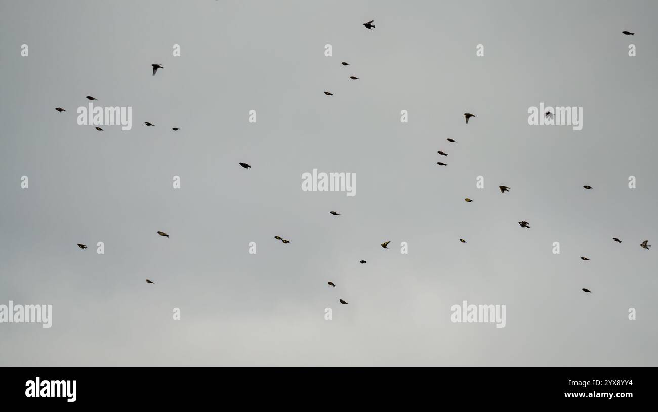 A flight of starlings hi-res stock photography and images - Alamy
