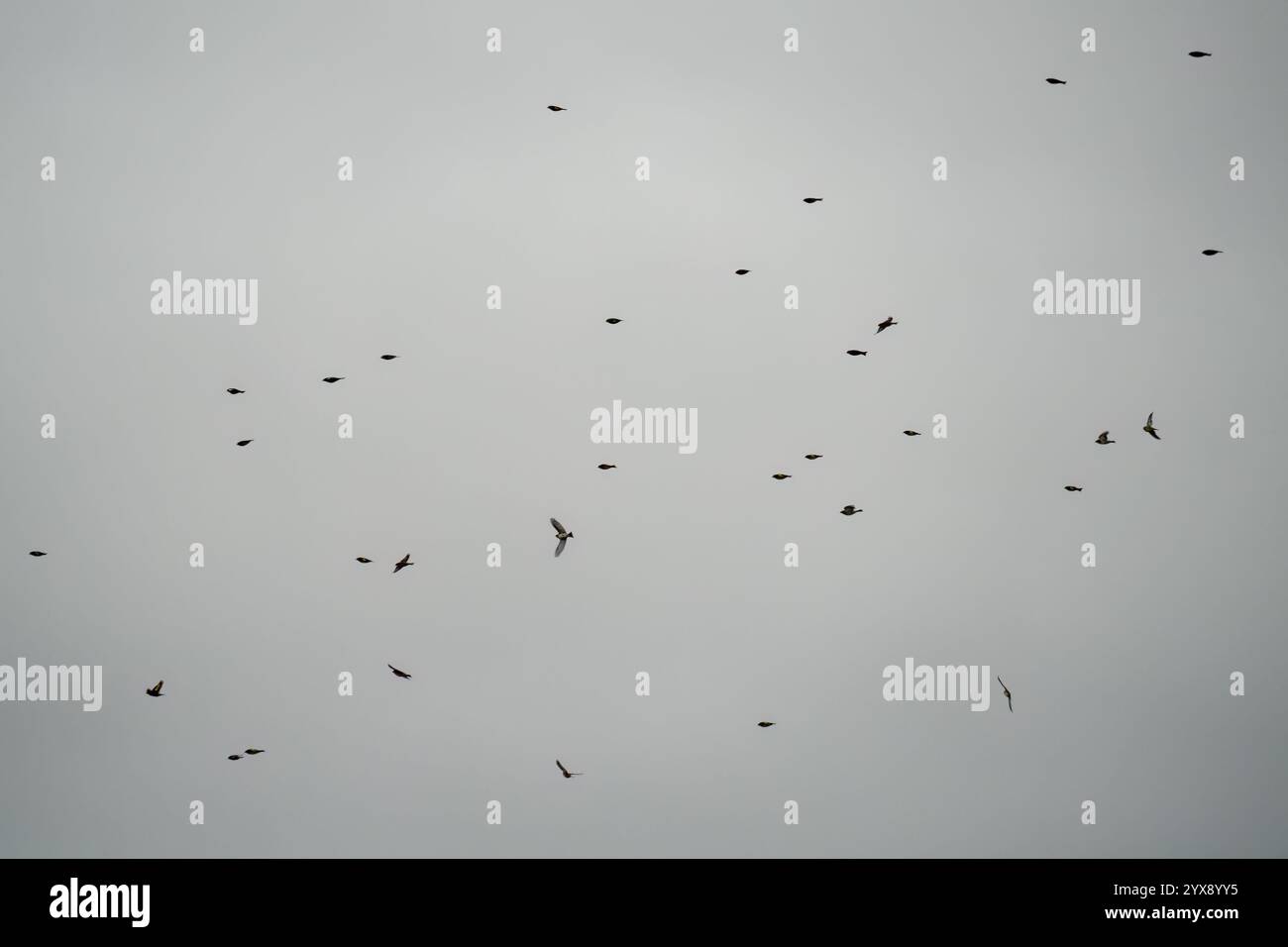 a large flock of hundreds of starlings (Sturnus vulgaris) flying low ...