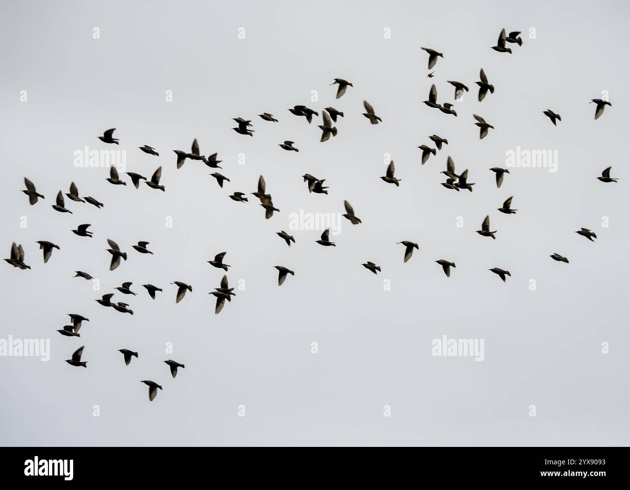 a large flock of hundreds of starlings (Sturnus vulgaris) flying low ...