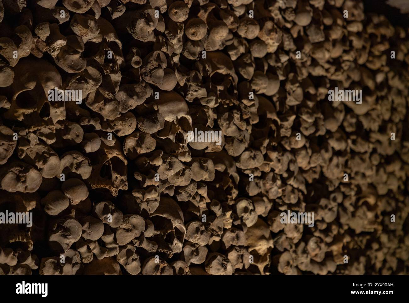 Multiple bones hi-res stock photography and images - Alamy