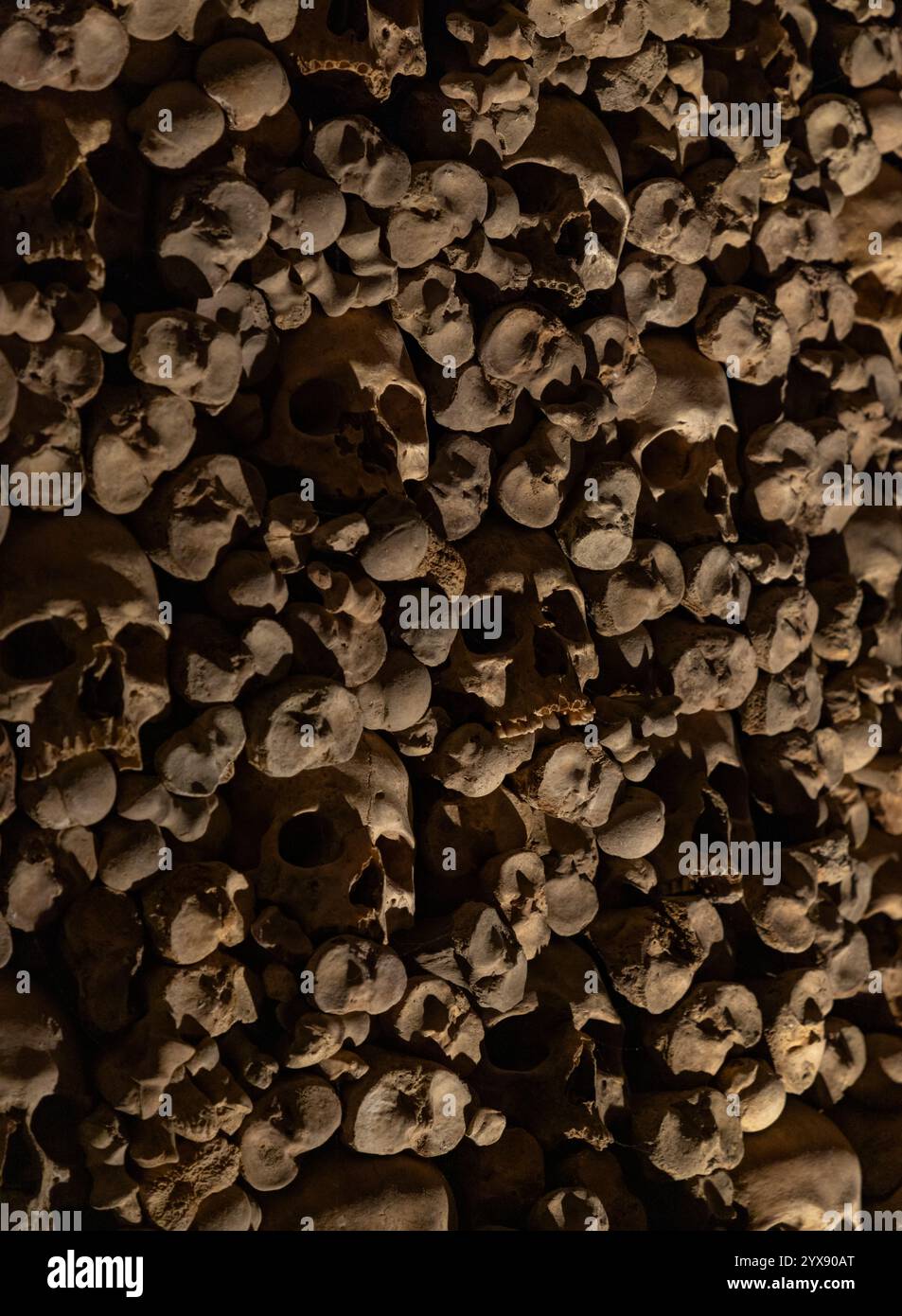 Multiple bones hi-res stock photography and images - Alamy