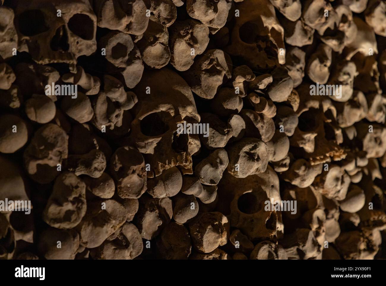Multiple bones hi-res stock photography and images - Alamy