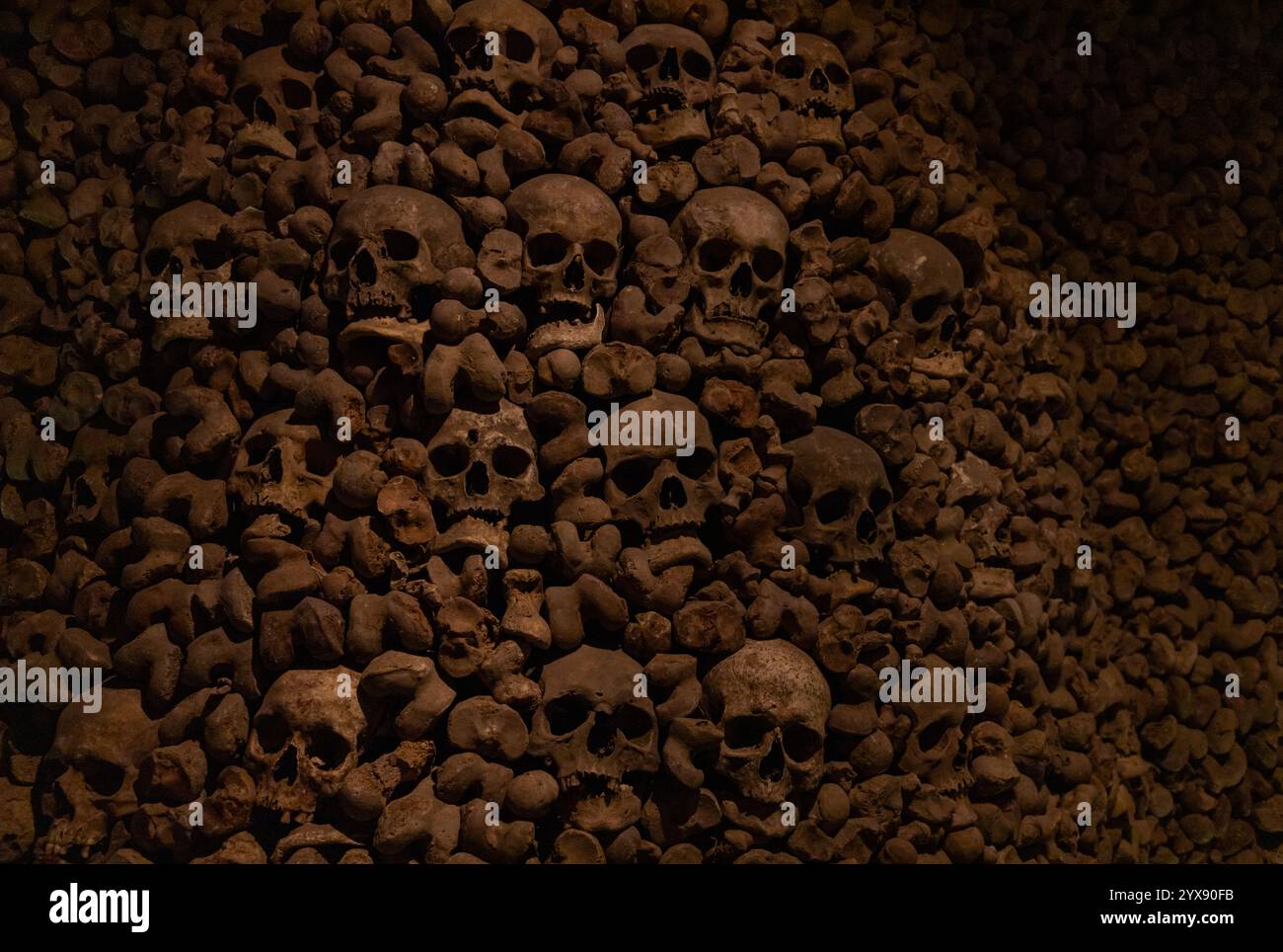 Multiple bones hi-res stock photography and images - Alamy