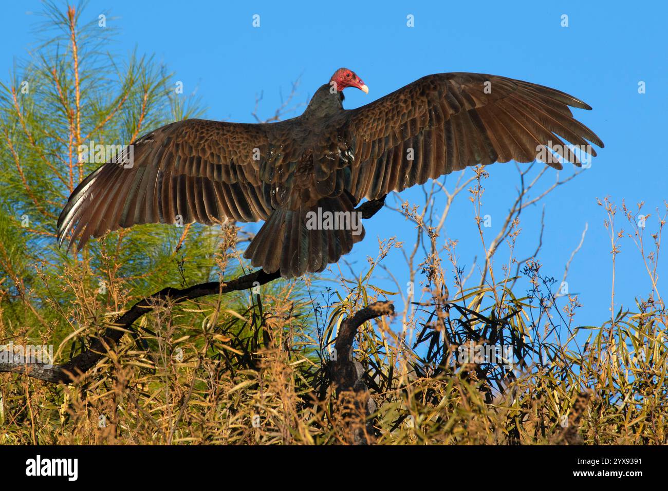 Turkey vulture (Cathartes aura) from Sacramento River Rail Trail ...