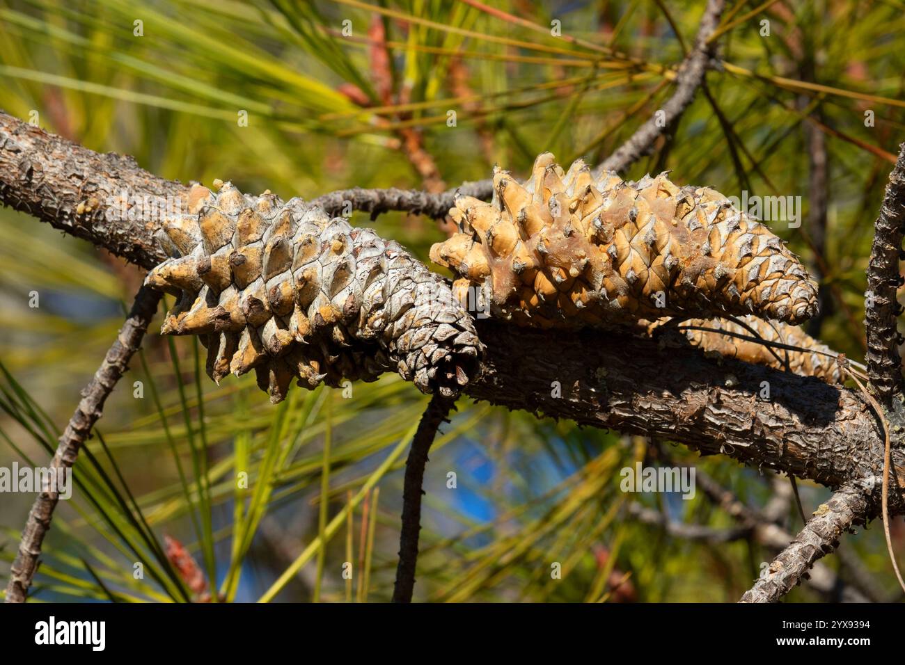 Gray pine (Pinus sabiniana) cone along Sacramento River Rail Trail ...