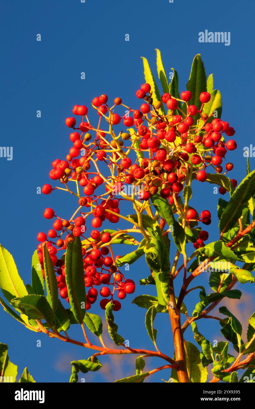 Toyon (Heteromeles arbutifolia) berries along Sacramento River Rail ...