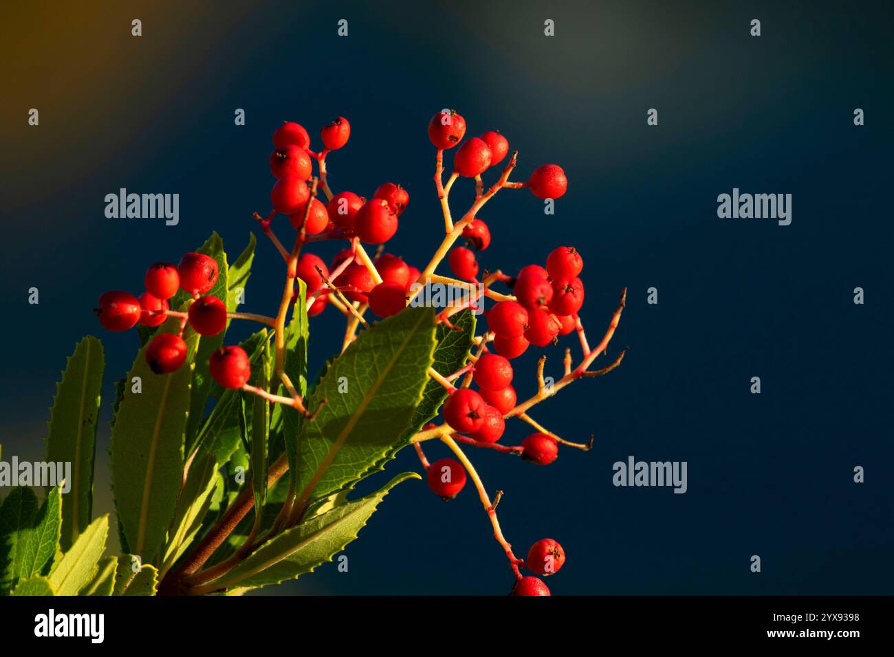Toyon (Heteromeles arbutifolia) berries along Sacramento River Rail ...