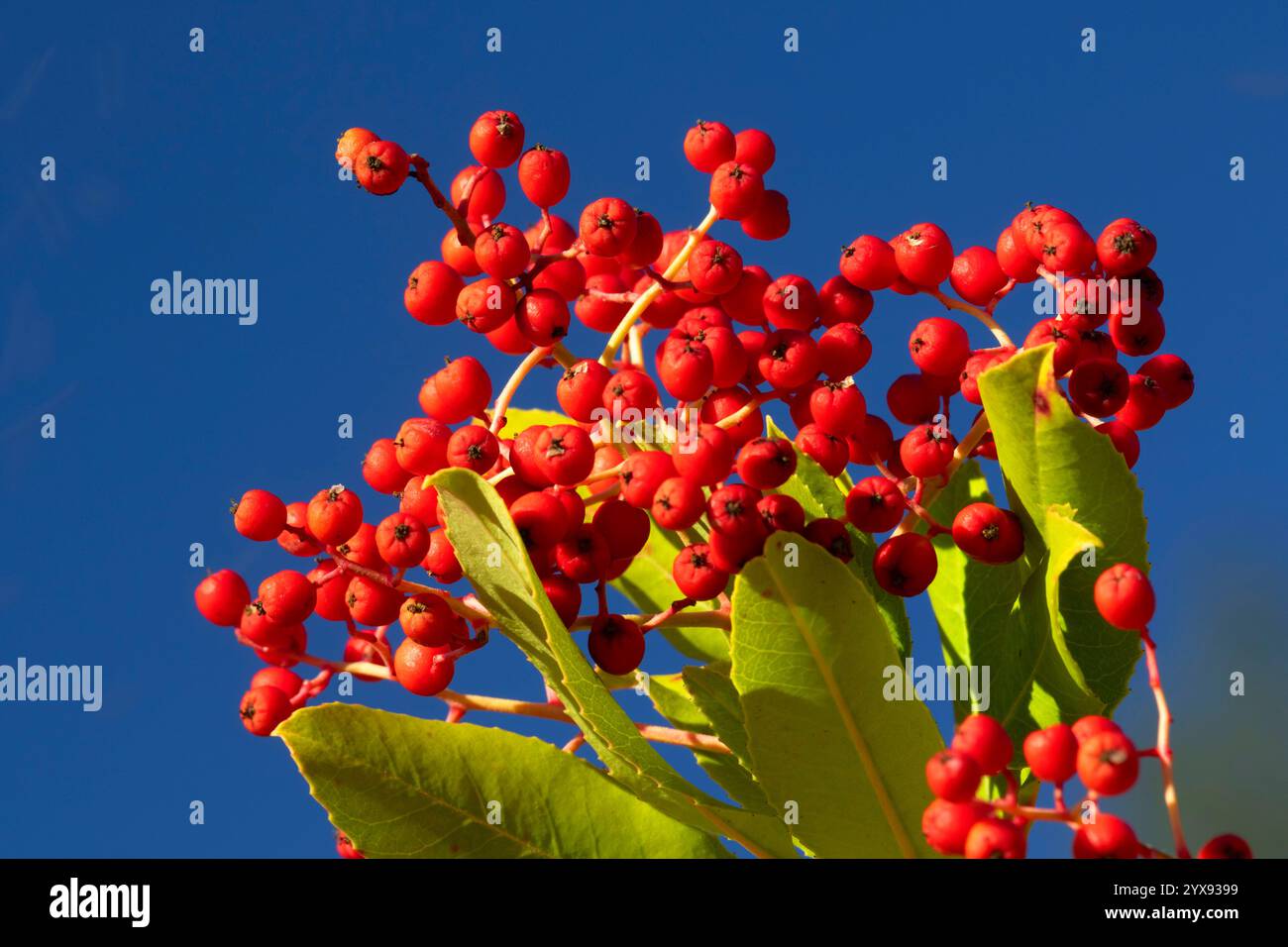 Toyon (Heteromeles arbutifolia) berries along Sacramento River Rail ...