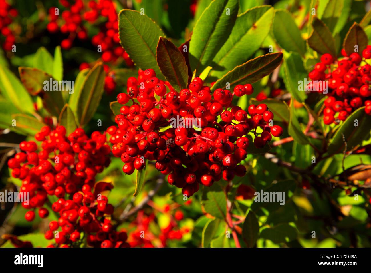 Toyon (Heteromeles arbutifolia) berries along Sacramento River Rail ...