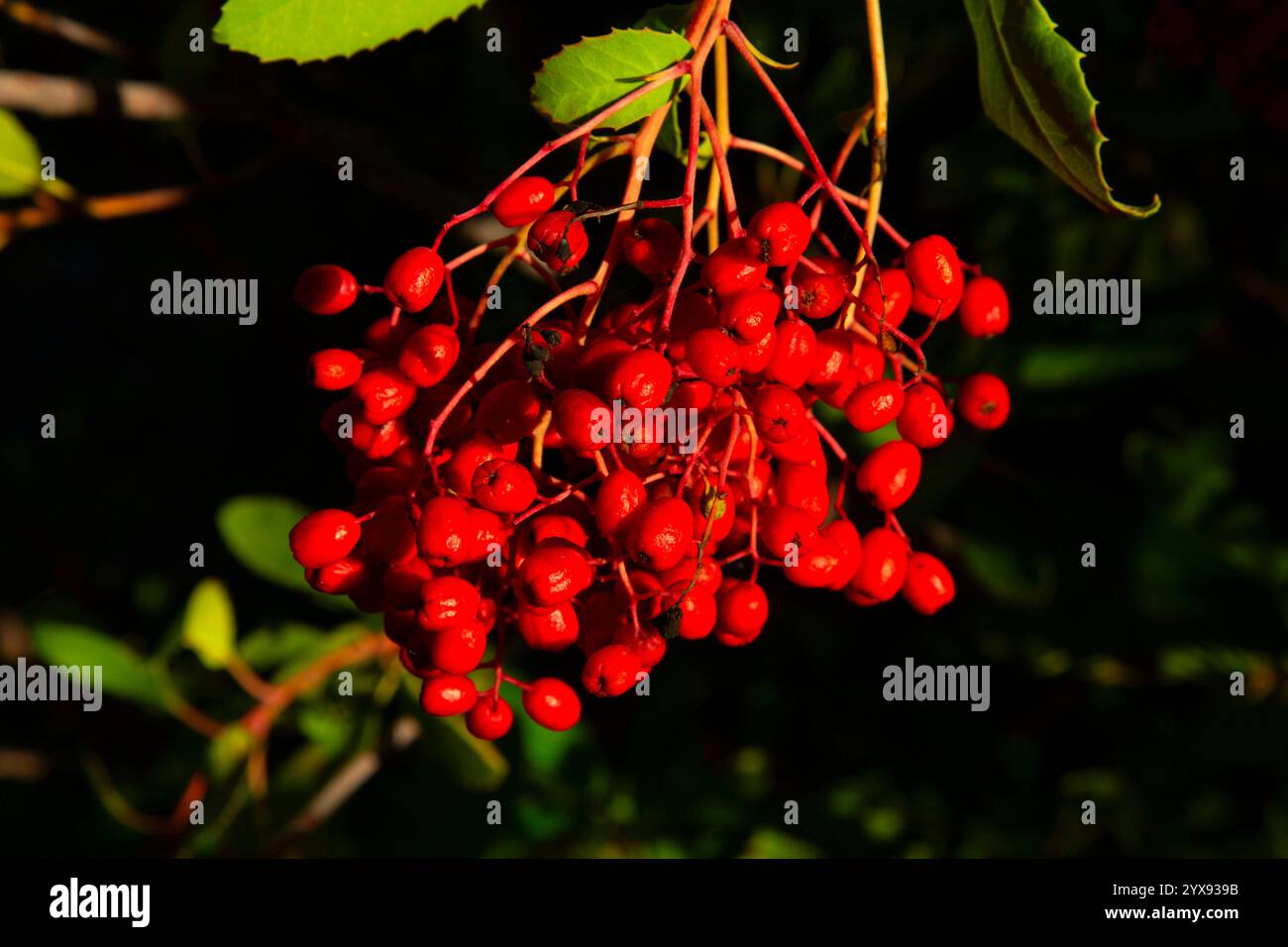 Toyon (Heteromeles arbutifolia) berries along Sacramento River Rail ...