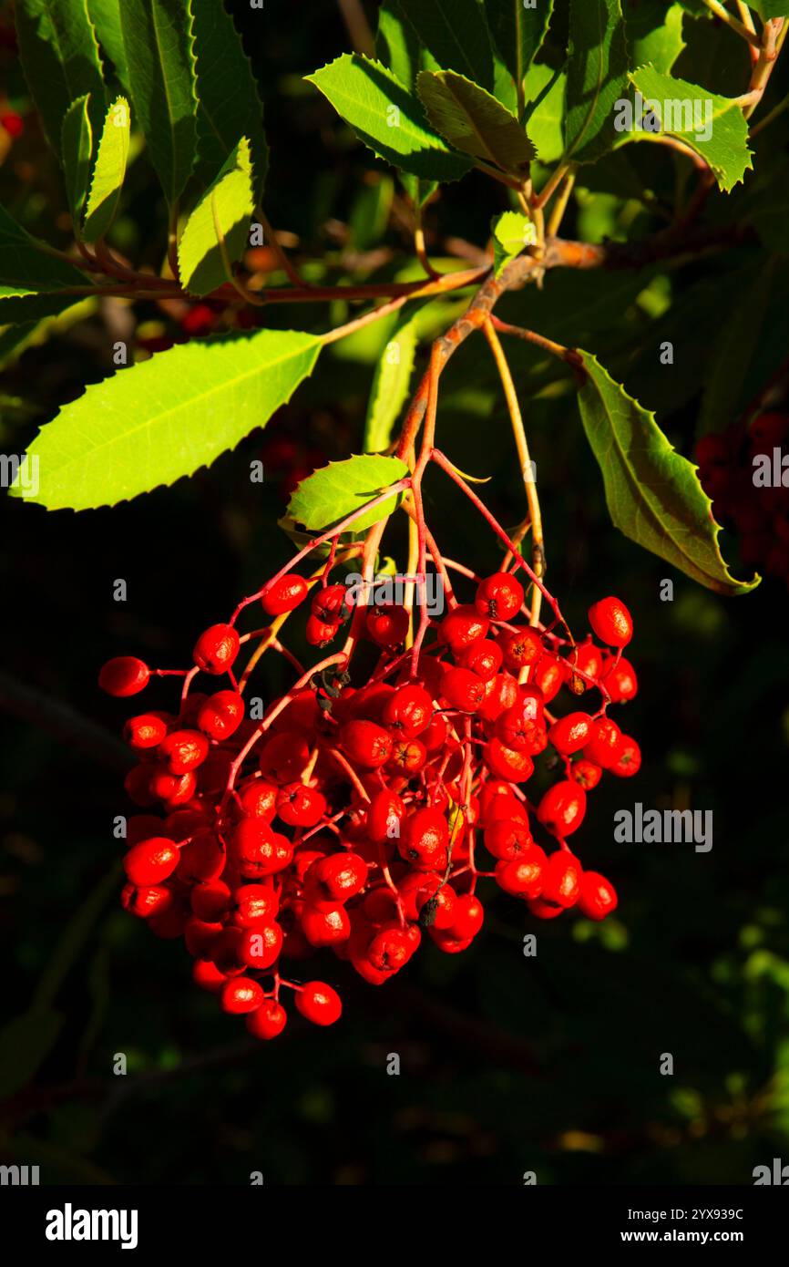 Toyon (Heteromeles arbutifolia) berries along Sacramento River Rail ...