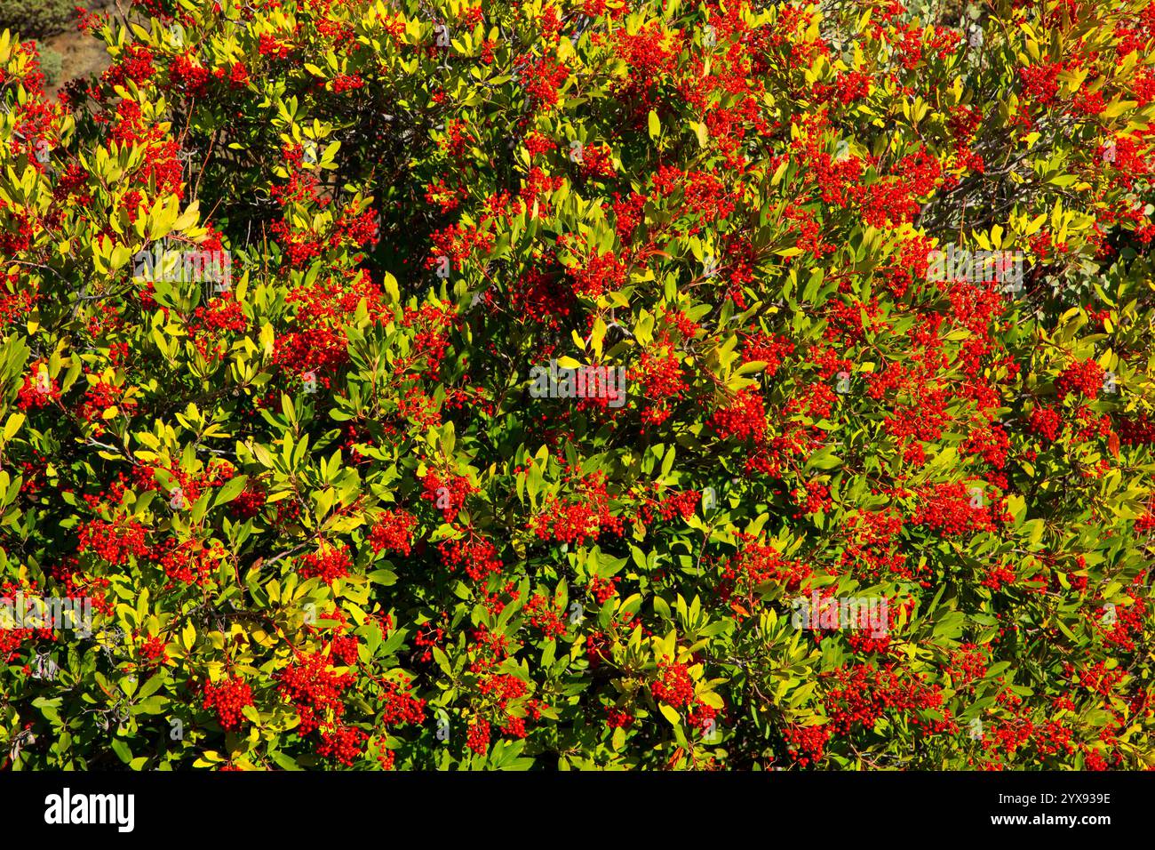 Toyon (Heteromeles arbutifolia) berries along Sacramento River Rail ...