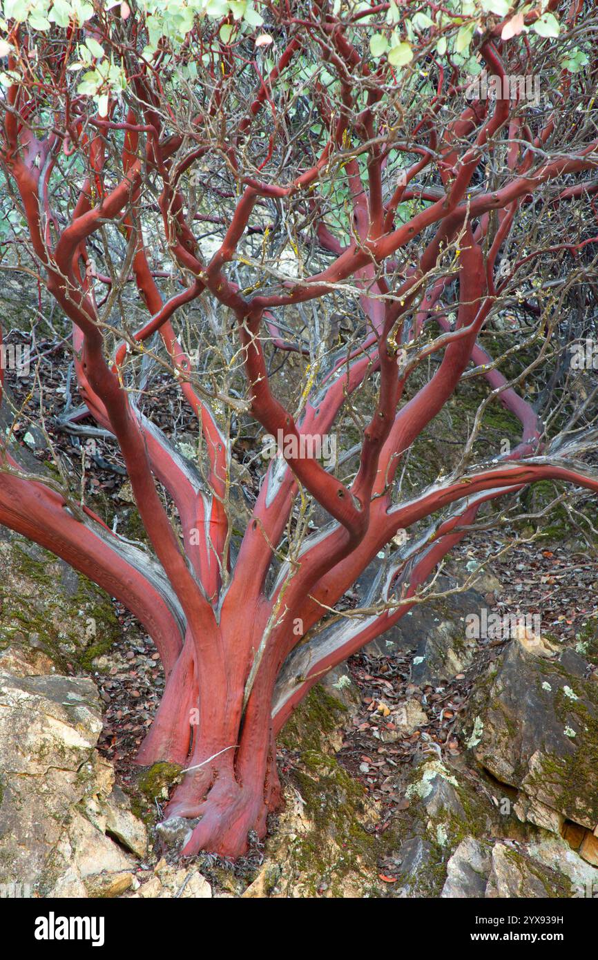 White-leaf manzanita (Arctostaphylos viscida) along Sacramento River ...