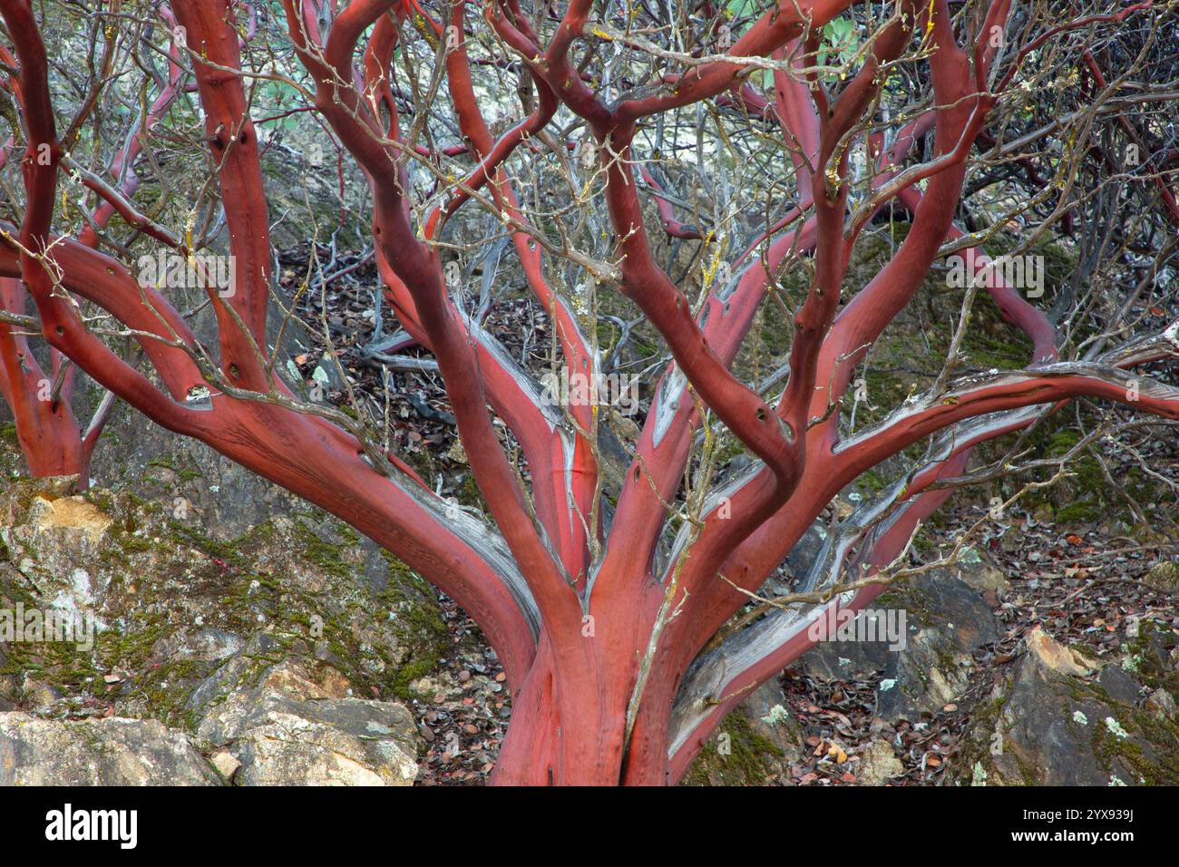 White-leaf manzanita (Arctostaphylos viscida) along Sacramento River ...