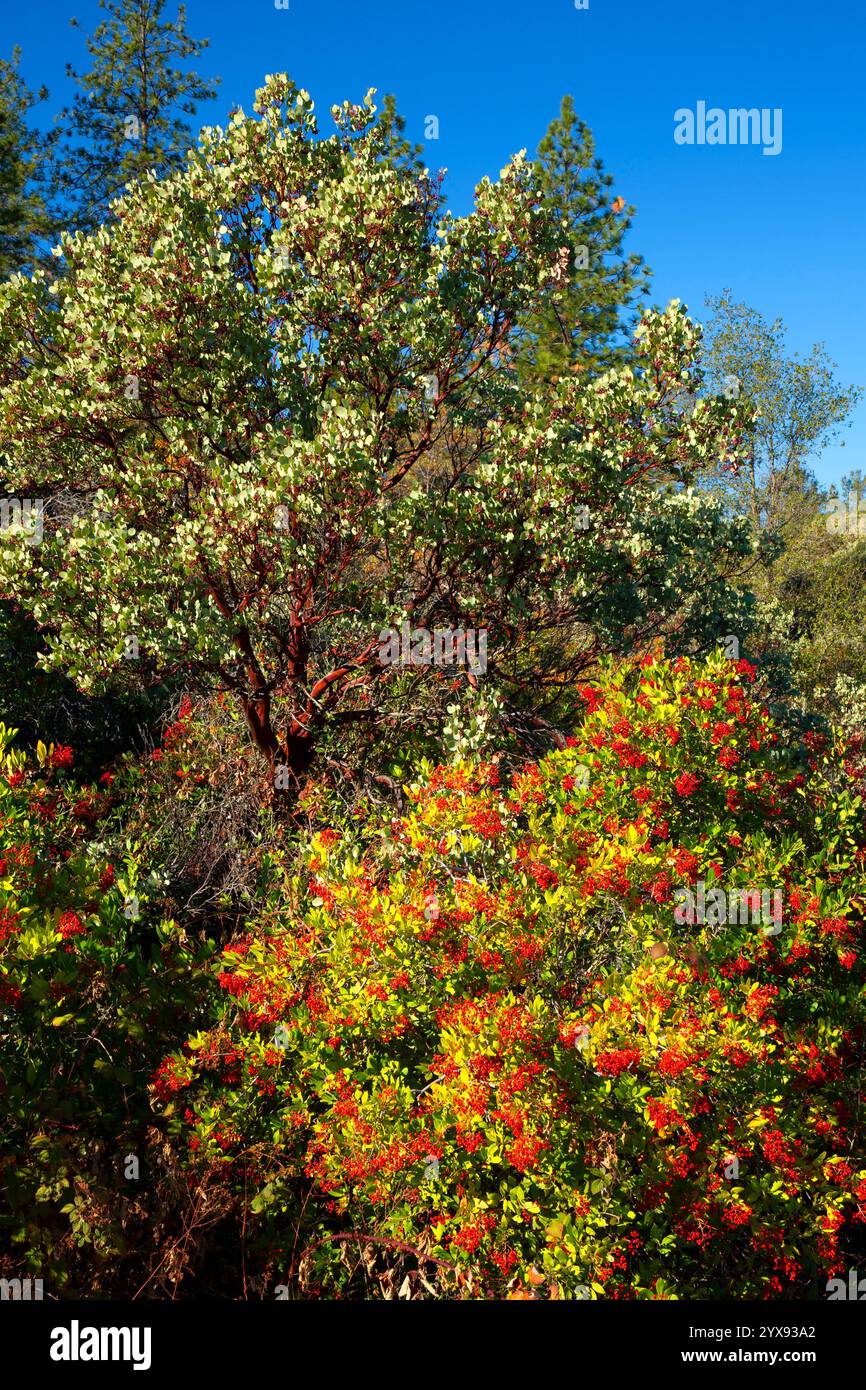Toyon (Heteromeles arbutifolia) and White-leaf manzanita ...
