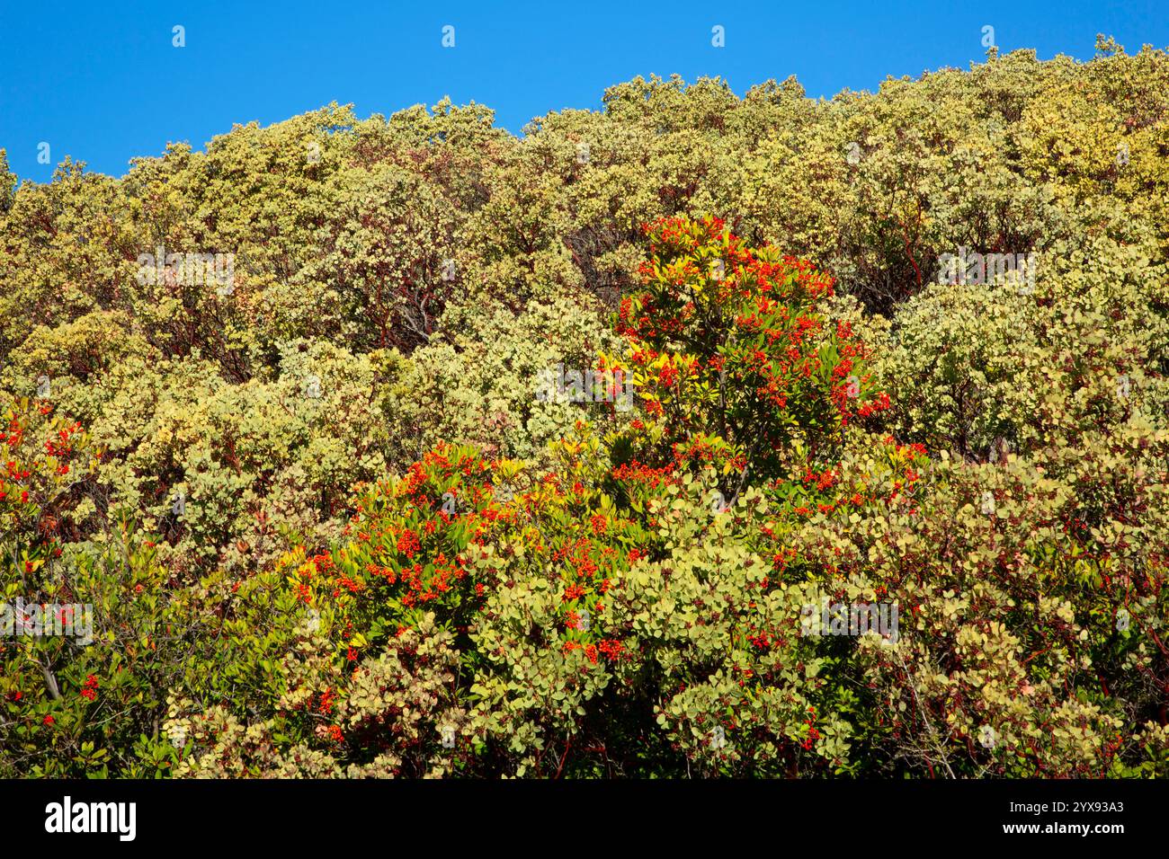 Toyon (Heteromeles arbutifolia) and White-leaf manzanita ...