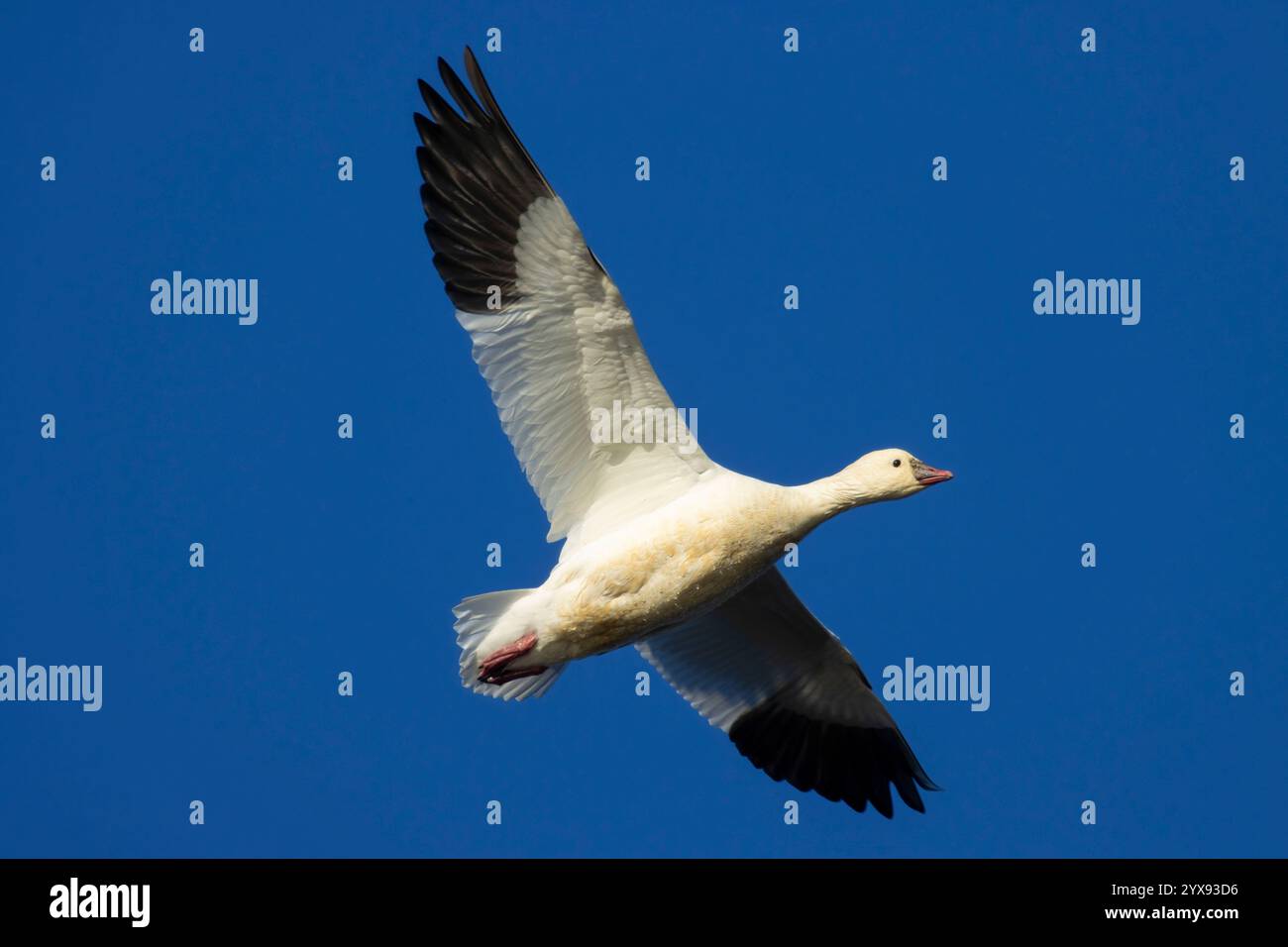 Ross's Goose (Anser rossii), Sacramento National Wildlife Refuge ...