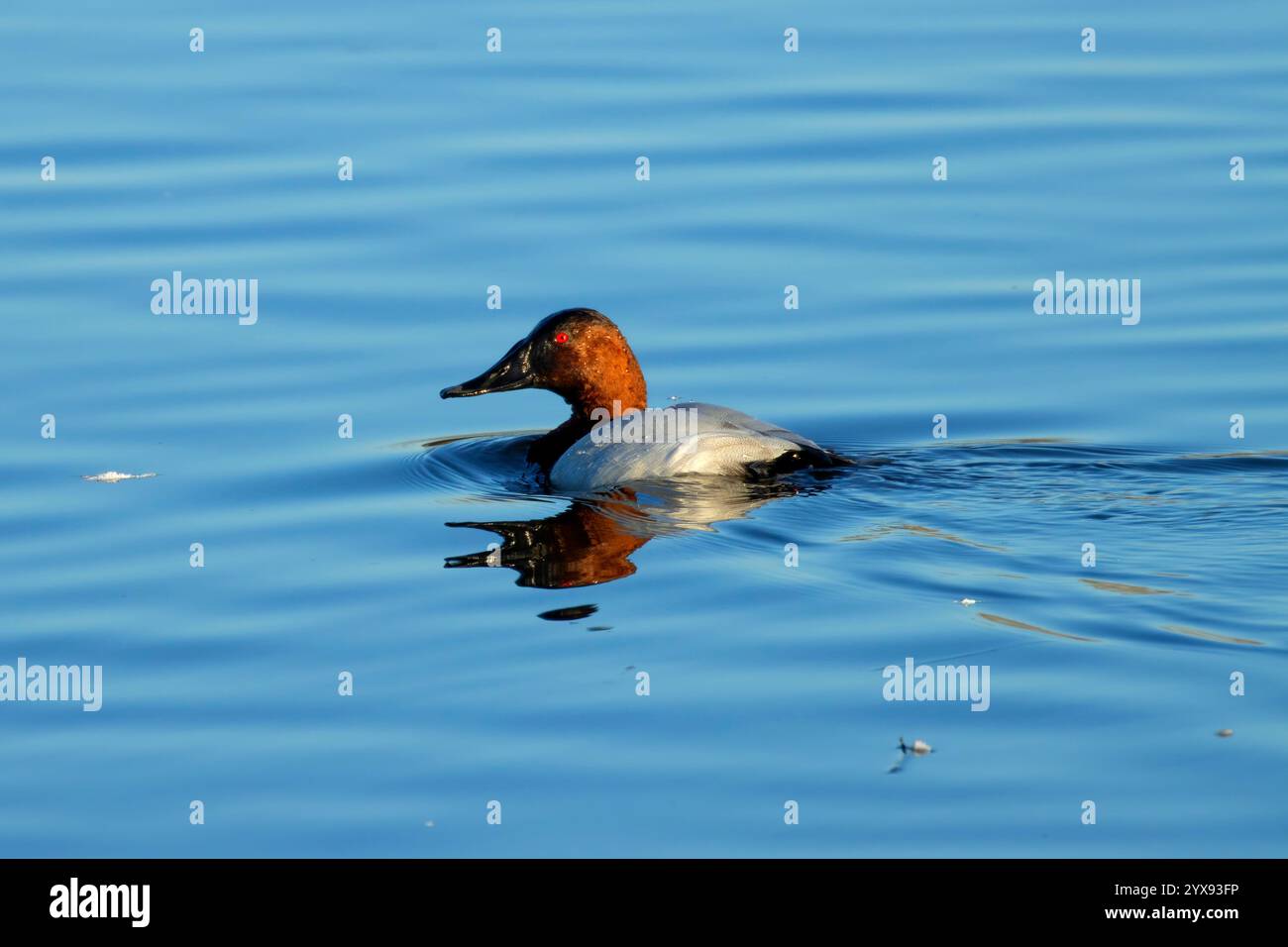 Canvasback (Aythya valisineria), Sacramento National Wildlife Refuge ...