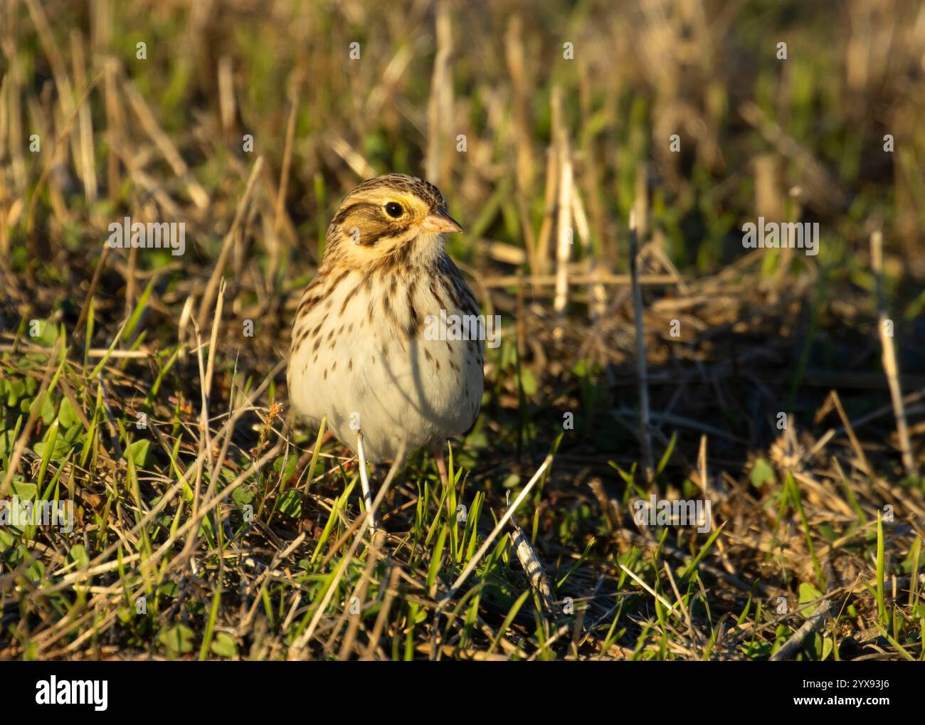 Savannah Sparrow (Passerculus sandwichensis), Sacramento National ...