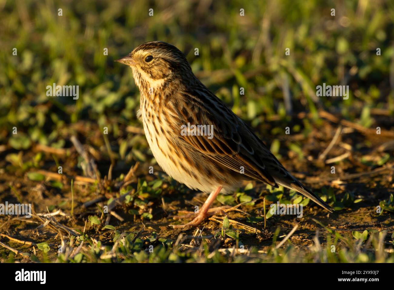 Savannah Sparrow (Passerculus sandwichensis), Sacramento National ...