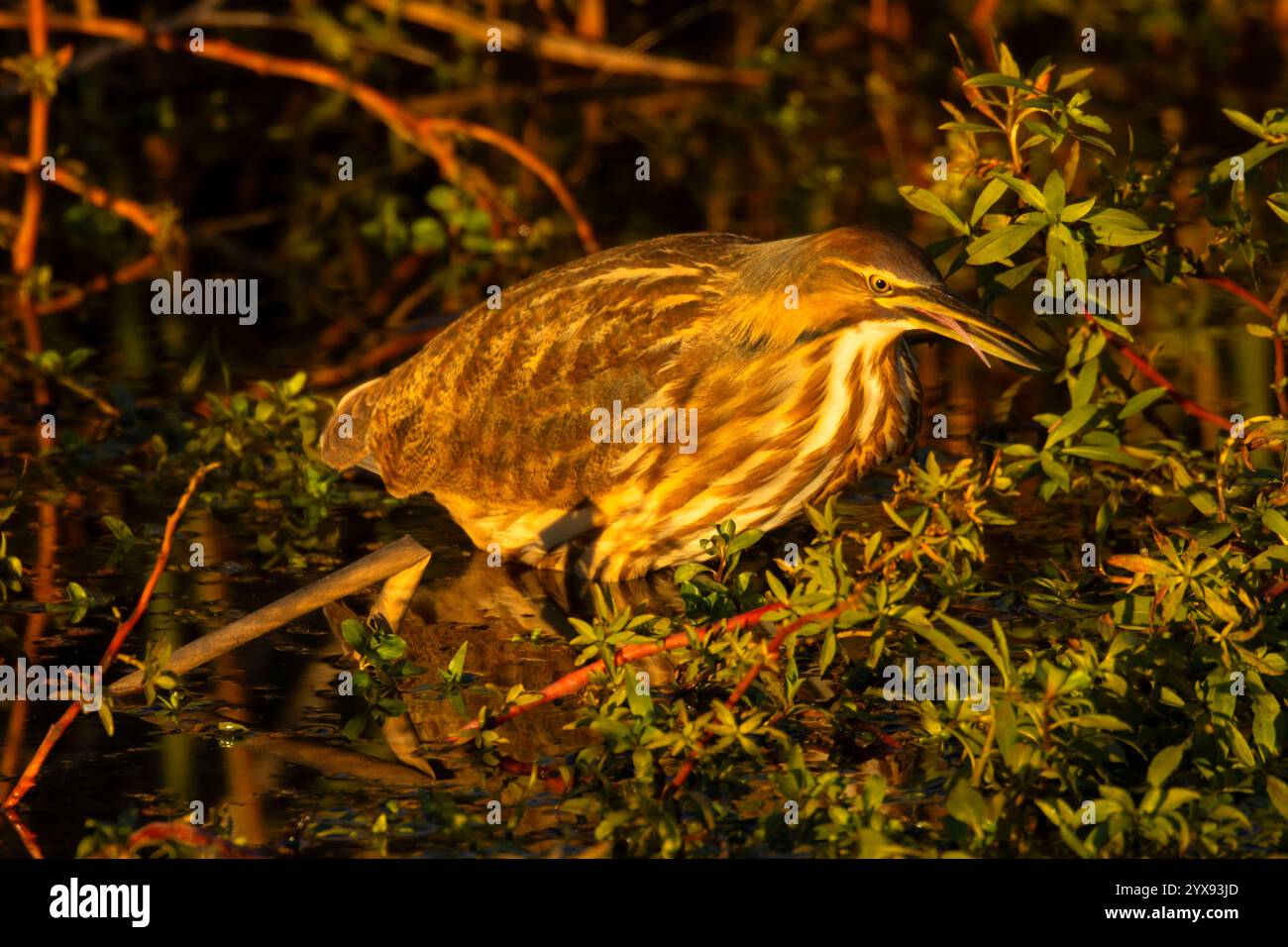 American Bittern (Botaurus lentiginosus), Sacramento National Wildlife ...