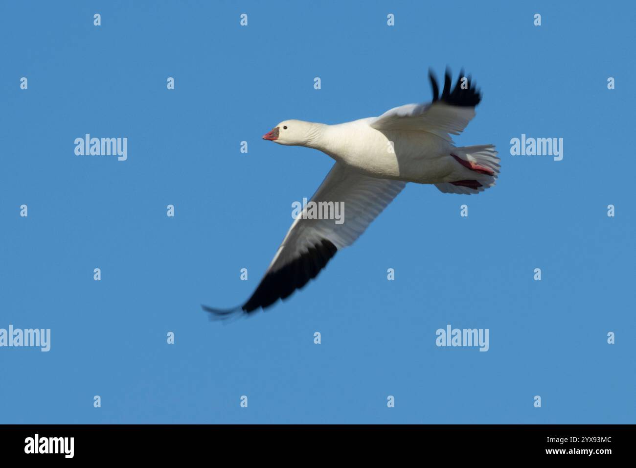 Ross's Geese (Anser rossii), Colusa National Wildlife Refuge ...