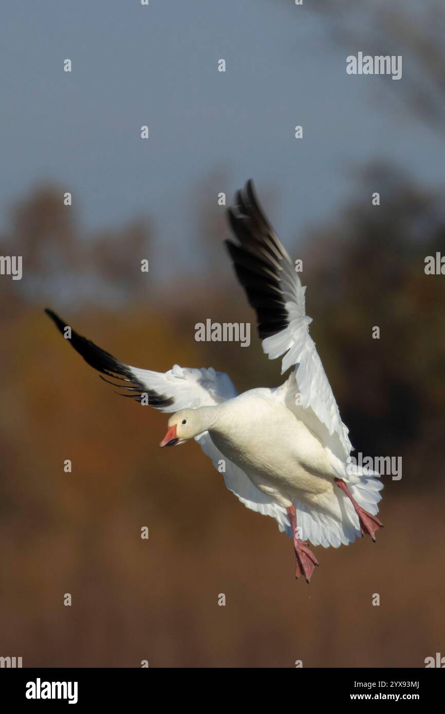 Snow goose (Chen caerulescens) landing, Colusa National Wildlife Refuge ...
