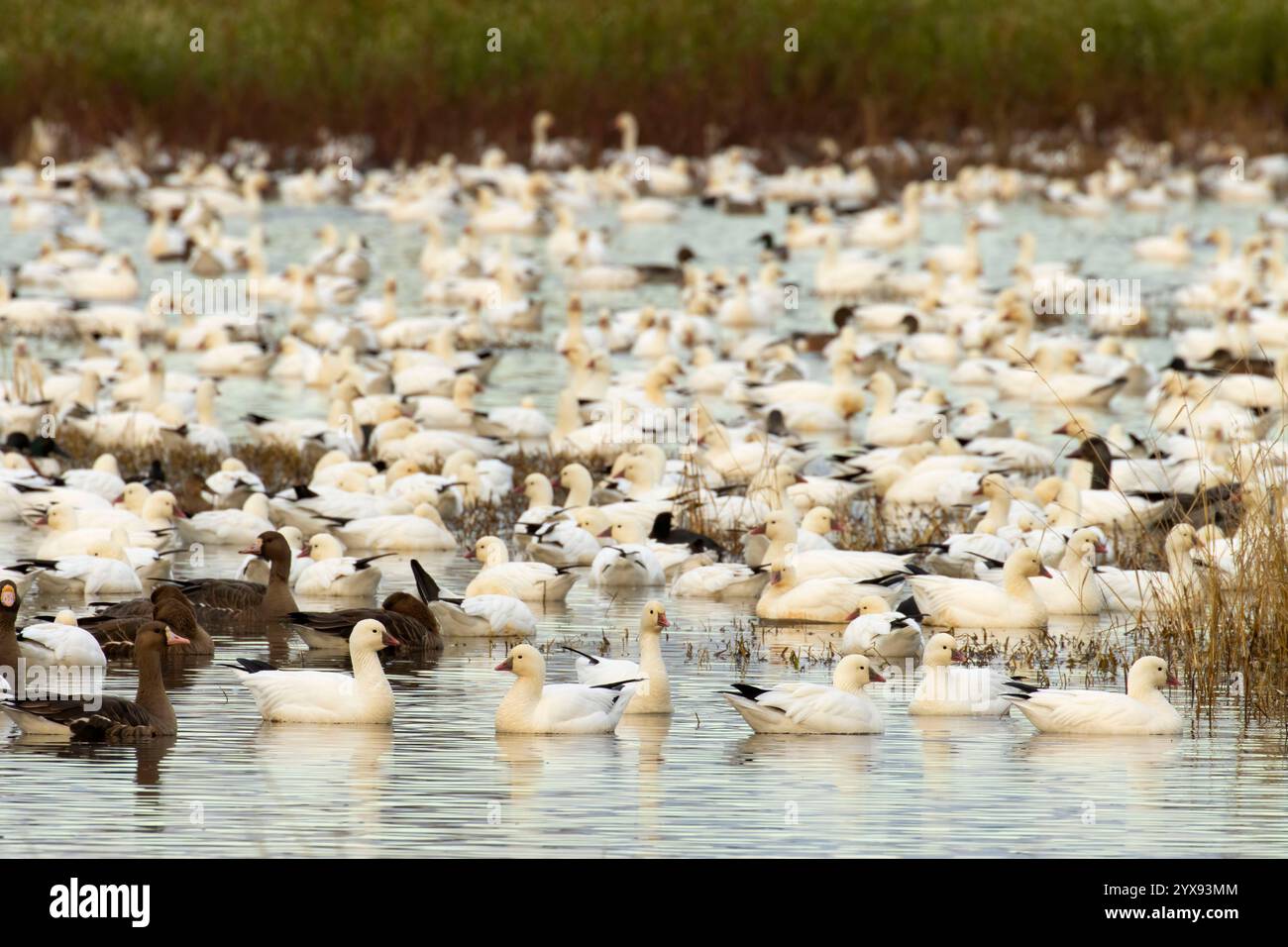 Ross's Geese (Anser rossii) flock, Colusa National Wildlife Refuge ...