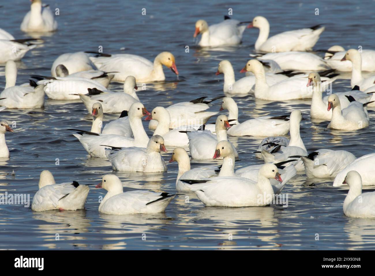 Ross's Geese (Anser rossii), Colusa National Wildlife Refuge ...