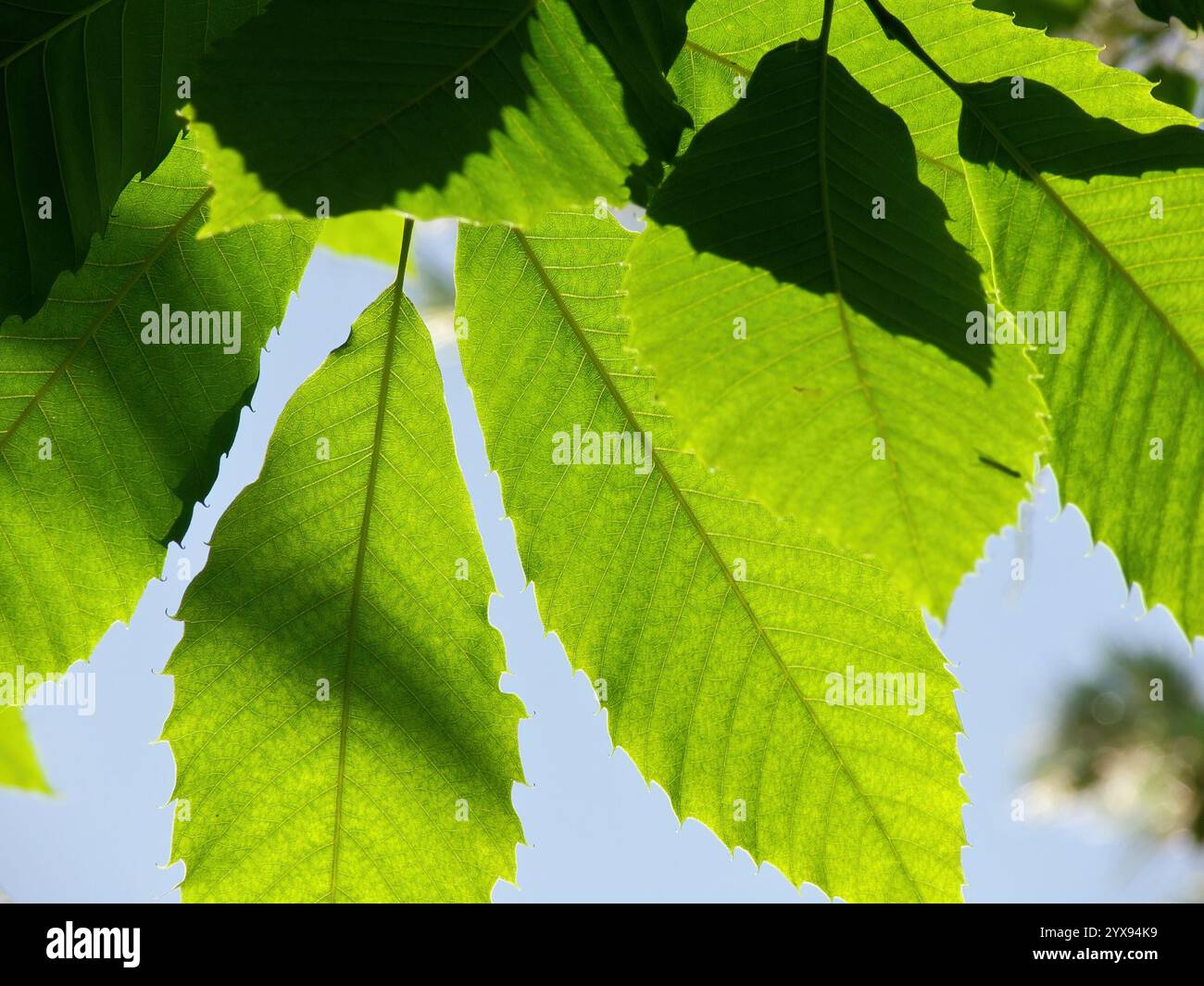 Green chestnut leaves in backlight hi-res stock photography and images ...