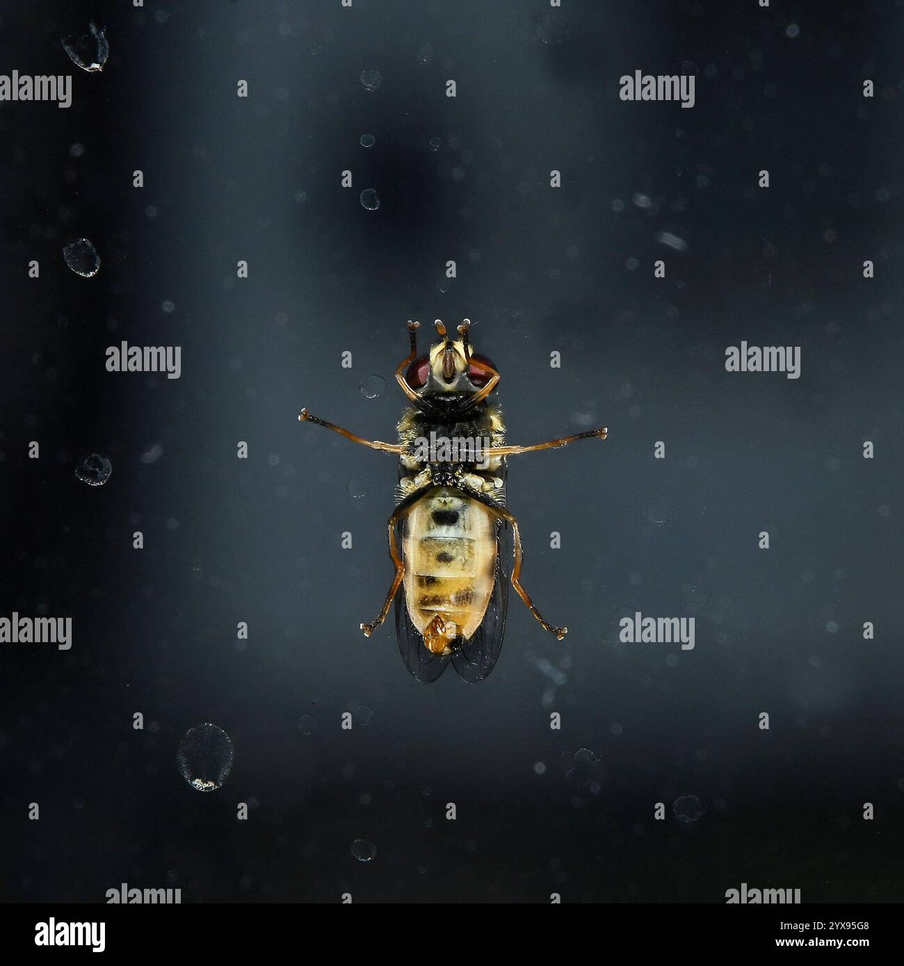 The ventral side of a Black-legged flower fly, Syrphus vitripennis ...