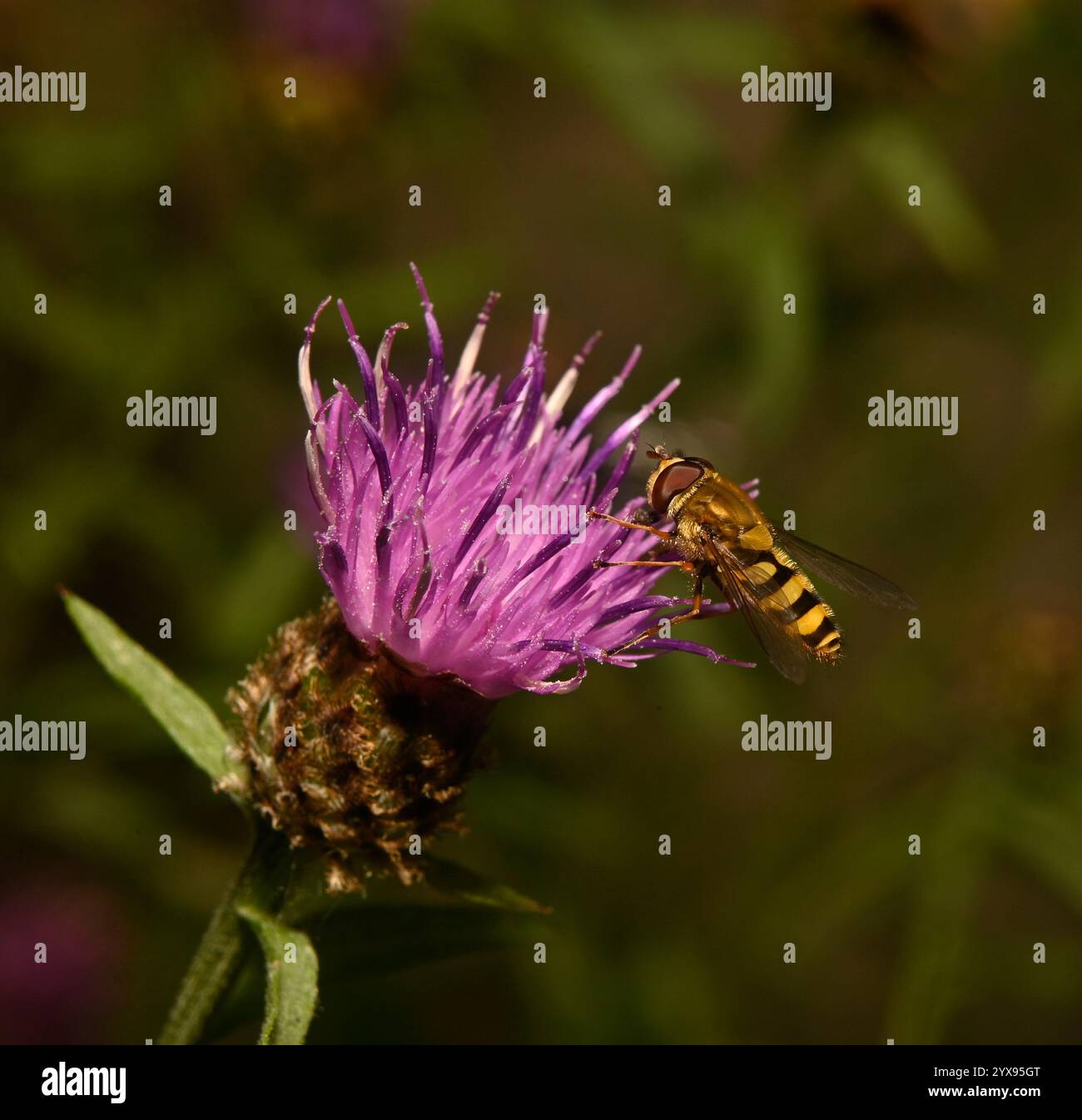 A close-up and well focussed image of a Common banded hoverfly, Syrphus ...