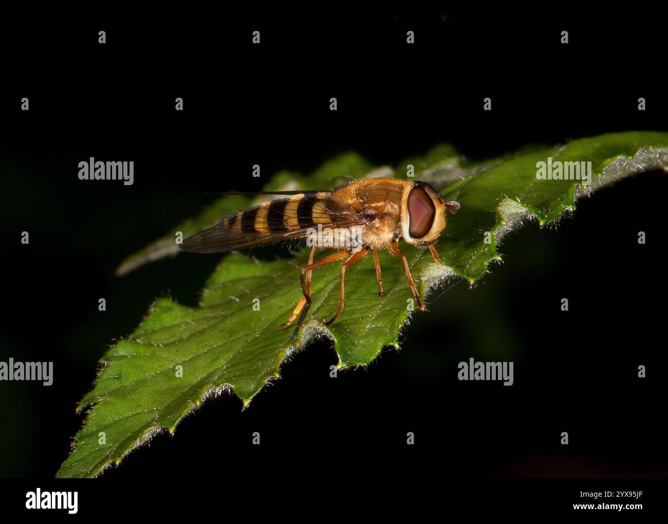 A close-up and well focussed Common banded hoverfly, Syrphus ribesii ...