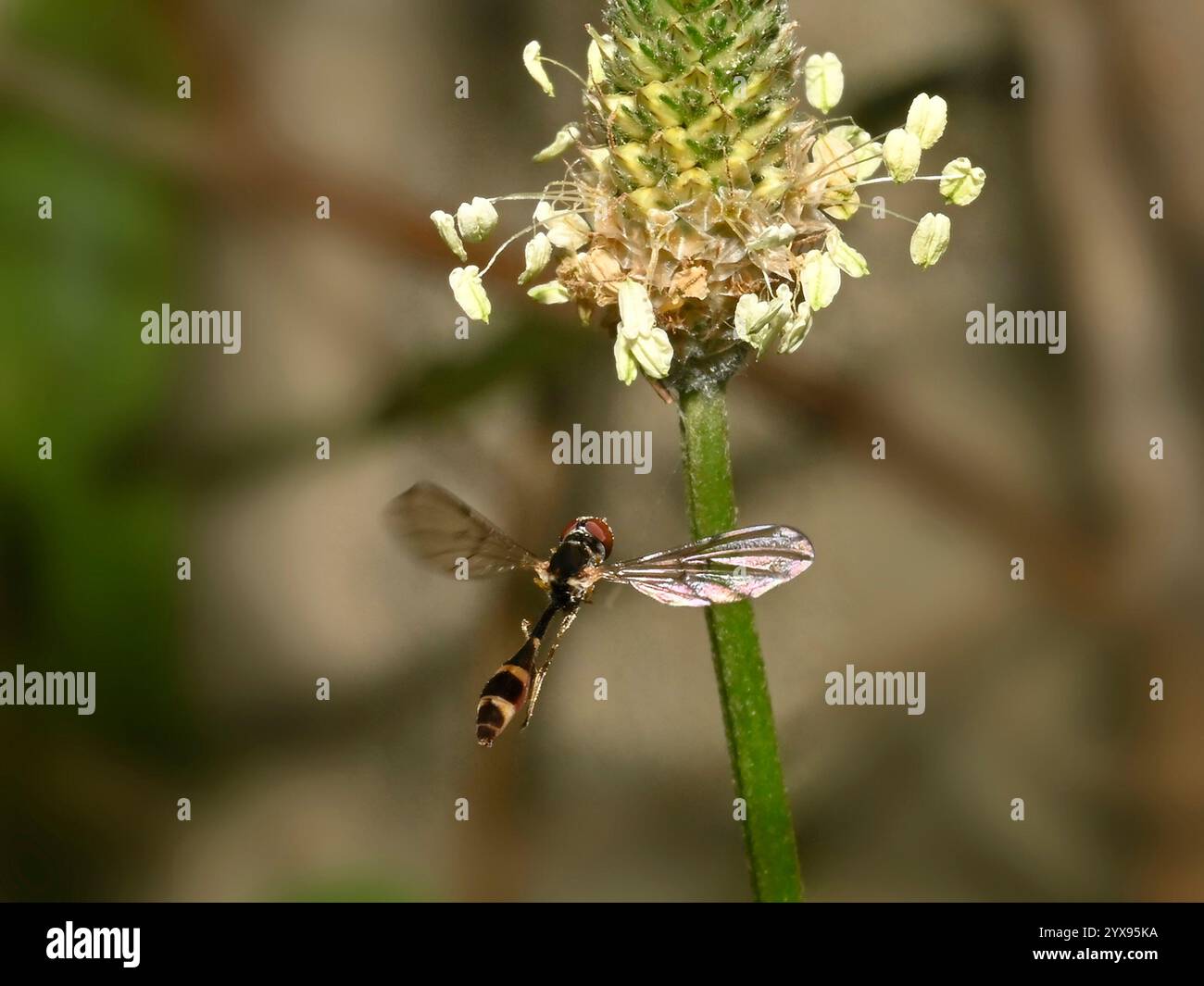 A hoverfly, Common dainty, Baccha elongata, searching for pollen on a ...