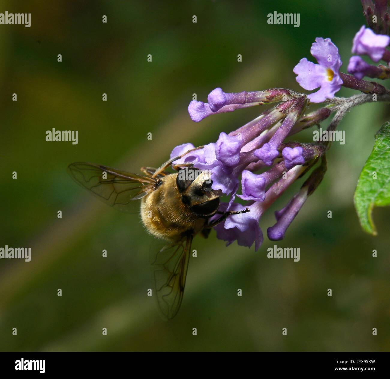 A Common drone fly, Eristalis tenax, hanging up-side down from a ...