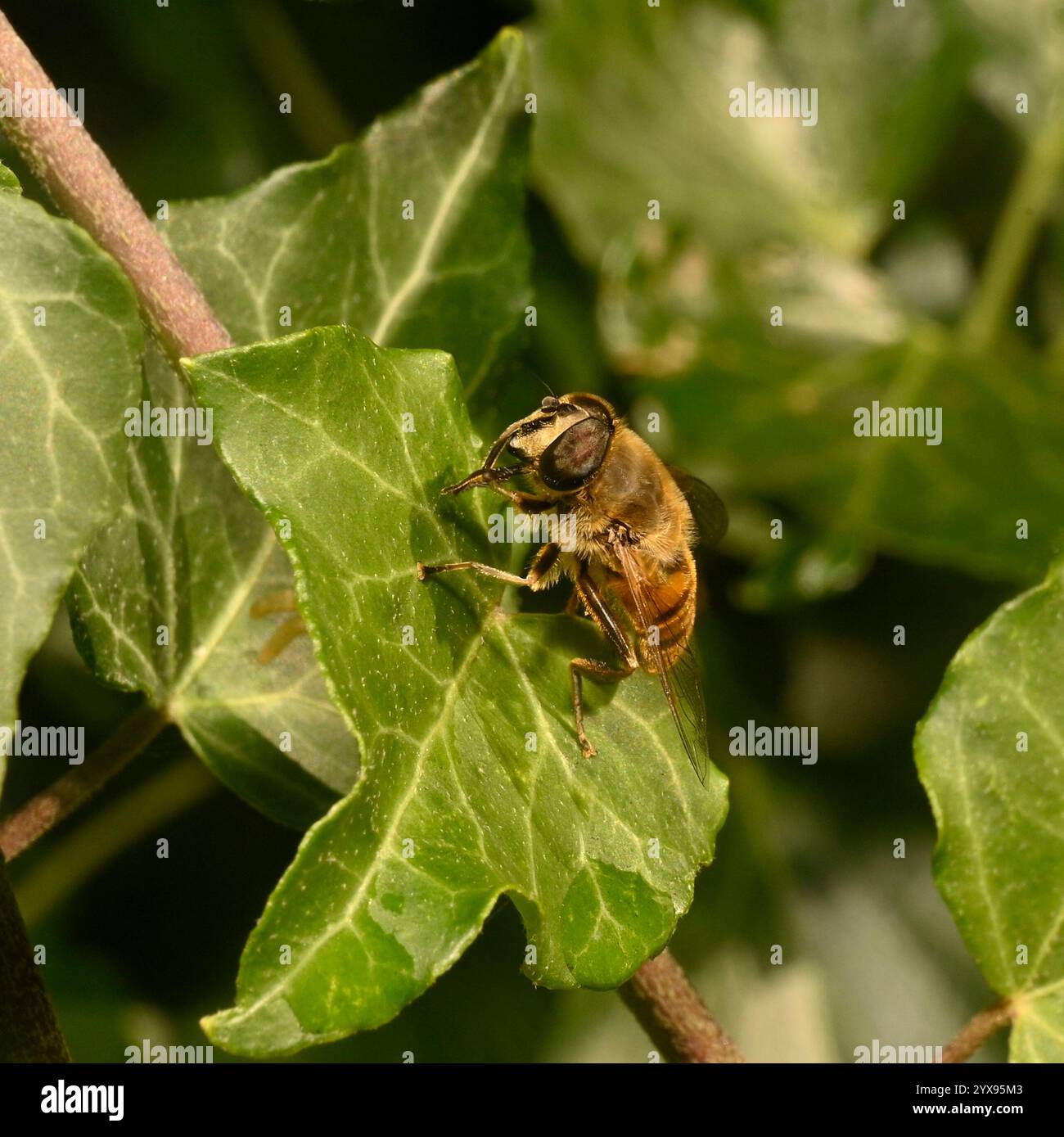 A side view of a hoverfly, known as a Common drone fly, Eristalis tenax ...
