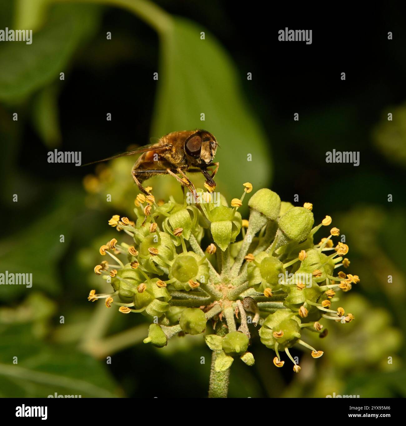 A Common drone fly, Eristalis tenax, Feeding on Ivy flowers in Autumn ...
