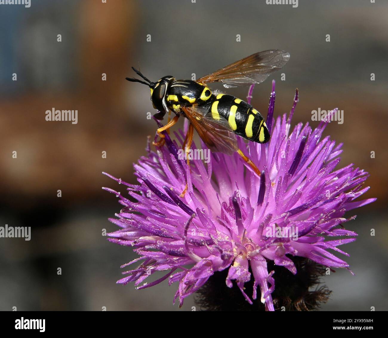 Wasp pupa hi-res stock photography and images - Alamy