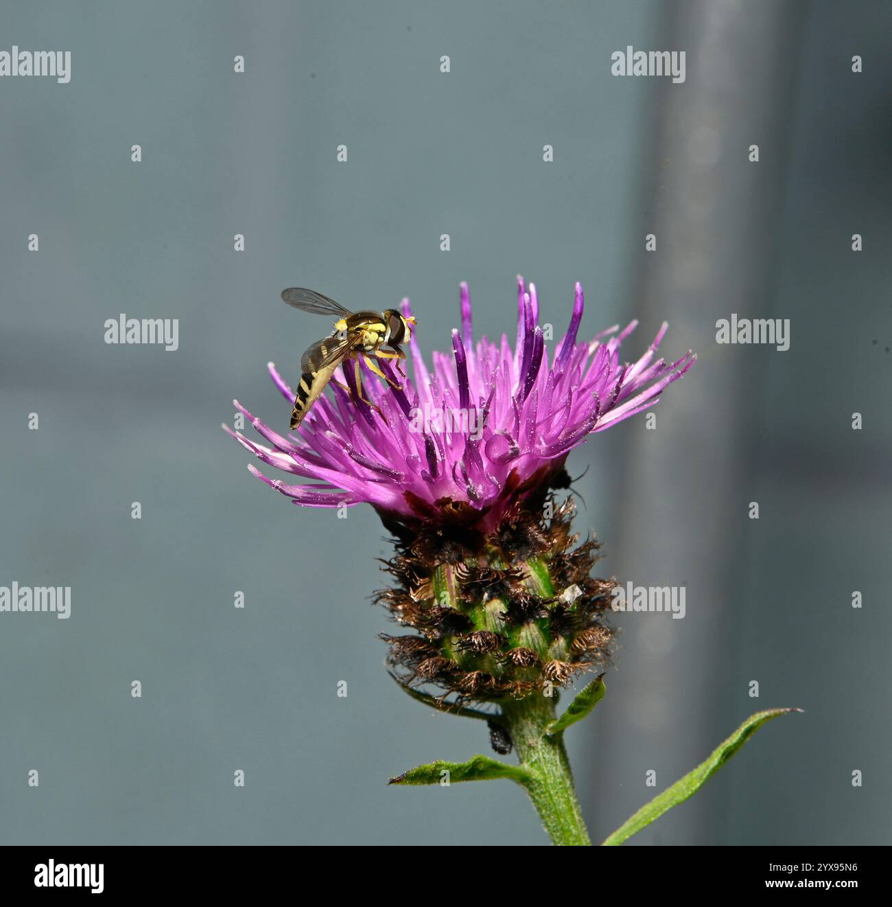 A Long hoverfly, Sphaerophoria scripta, feeding on a Giant Knapweed ...