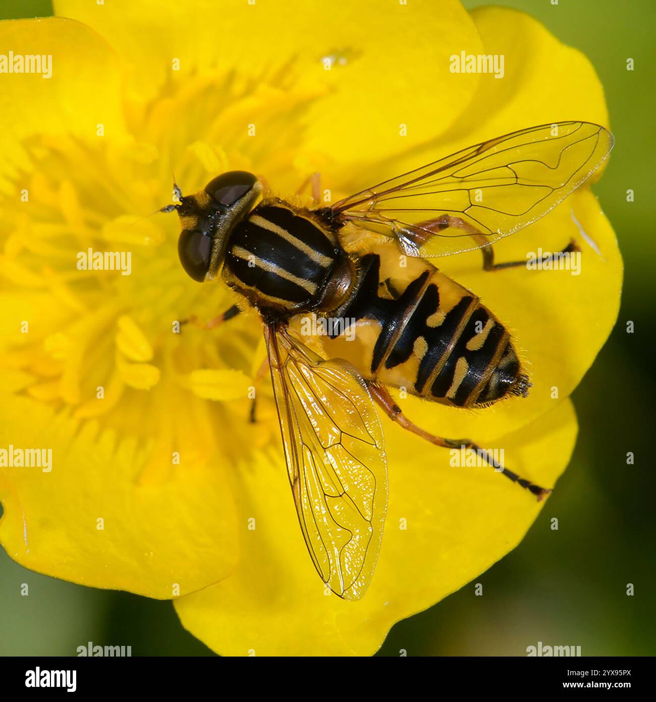 Close up details strong rain hi-res stock photography and images - Alamy