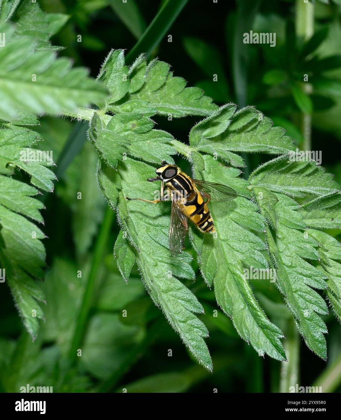 A Sun fly, Hoverfly, Helophilus Pendulus, resting on leaves in sunlight ...