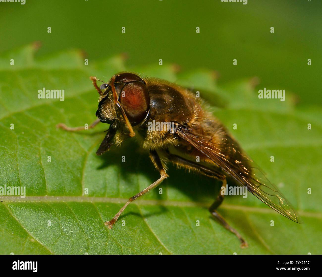 Pair of spots on 1st segment hi-res stock photography and images - Alamy