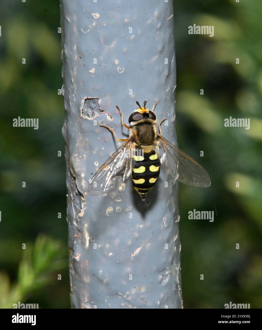 A Migrant hoverfly, Eupeodes corollae, resting on a grey railing with a ...
