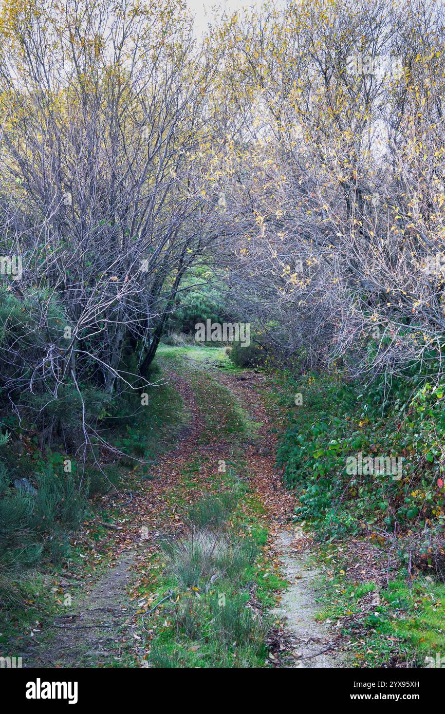 Dirt road in autumn in a shady and humid area with leaves on the ground ...