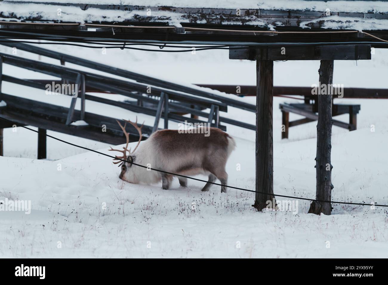 Reindeer eating out of the snow in Longyearbyen, Svalbard Stock Photo ...