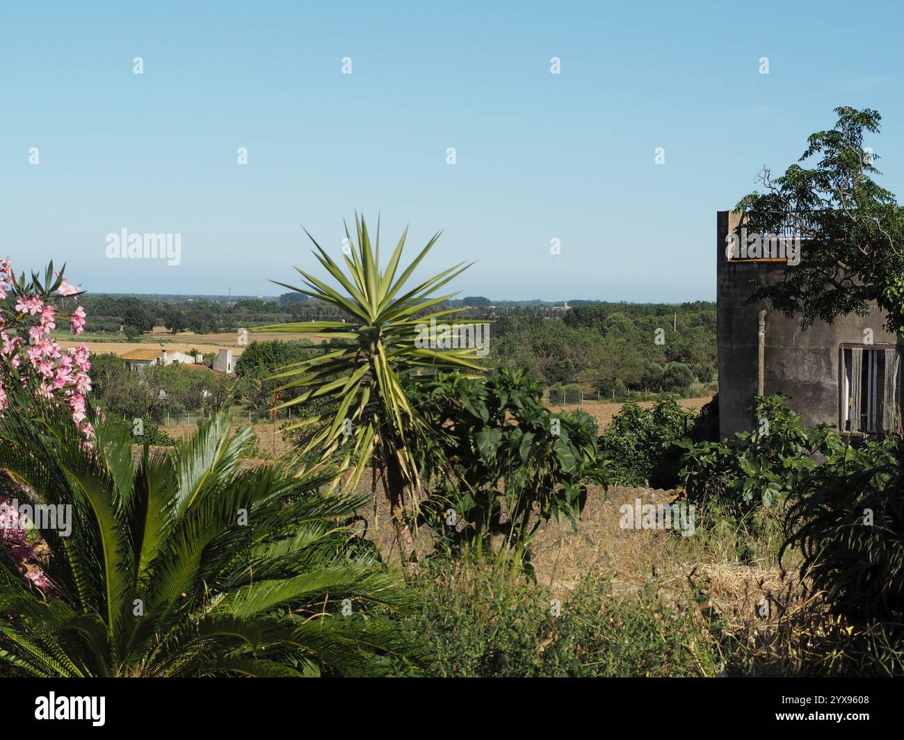 Lovely green tree in foreground hi-res stock photography and images - Alamy